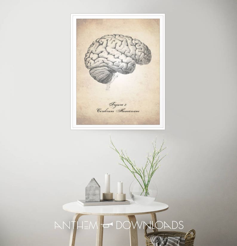 Human Brain Art Print - Instant Digital Download - Human Anatomy Poster ...