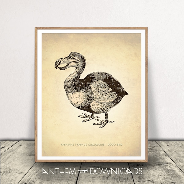 Dodo Bird - Etsy