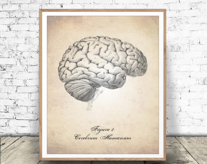 Human Brain Print Watercolor Anatomy Brain Seccion Art Print Human ...