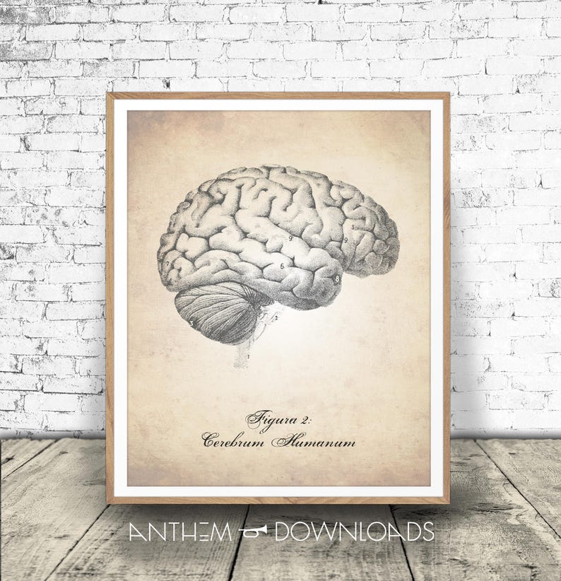Human Brain Art Print - Instant Digital Download - Human Anatomy Poster ...