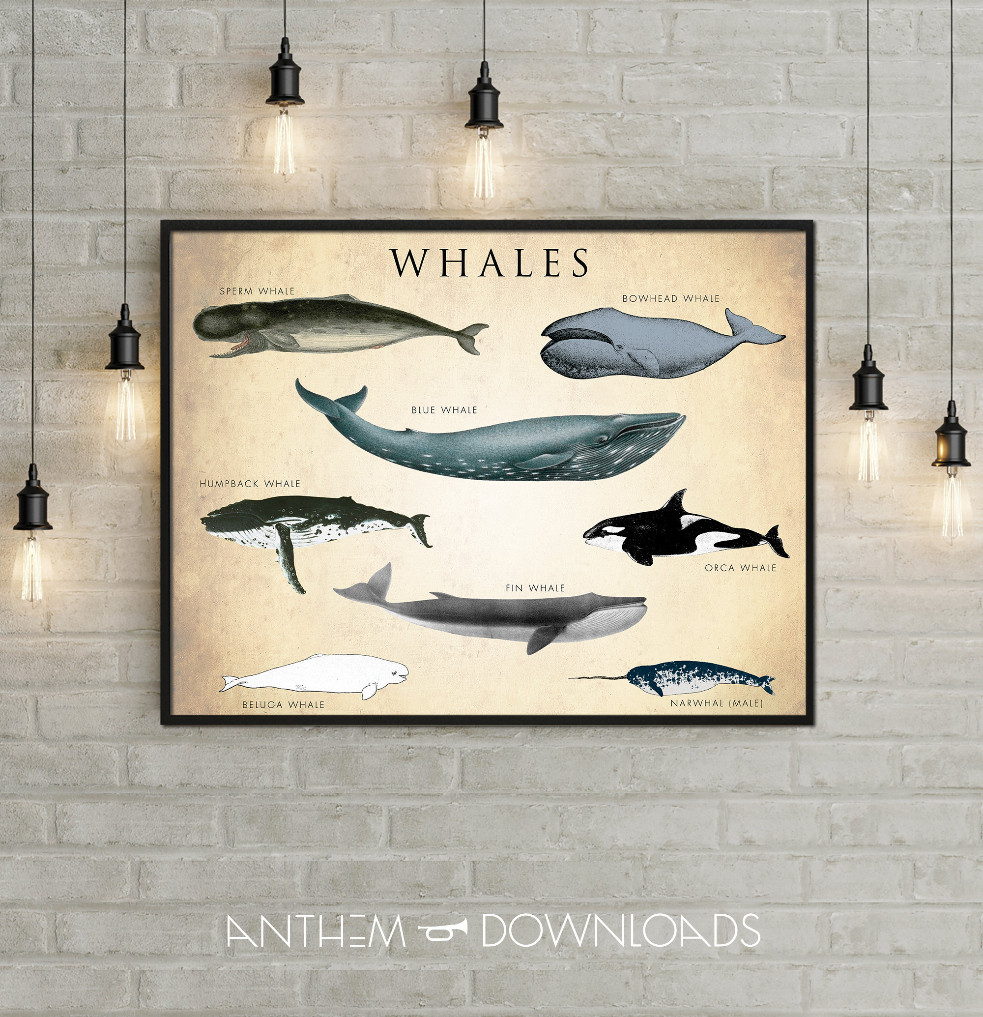 Whale Chart Natural History Poster Whale Art Print Science and Nature ...