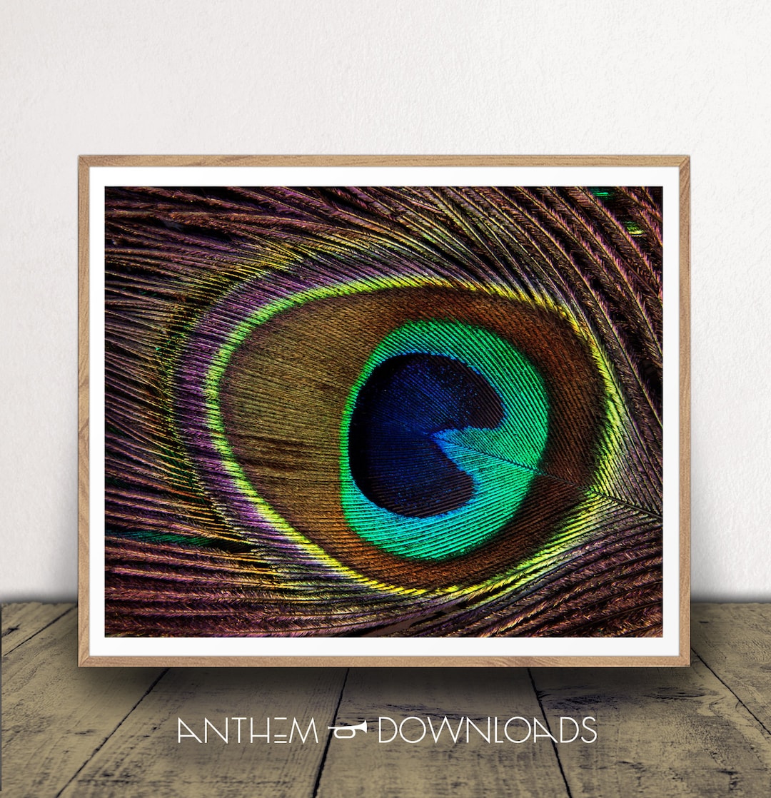 Peacock Feather Art Print - Bird Feather Poster - Animal Decor ...