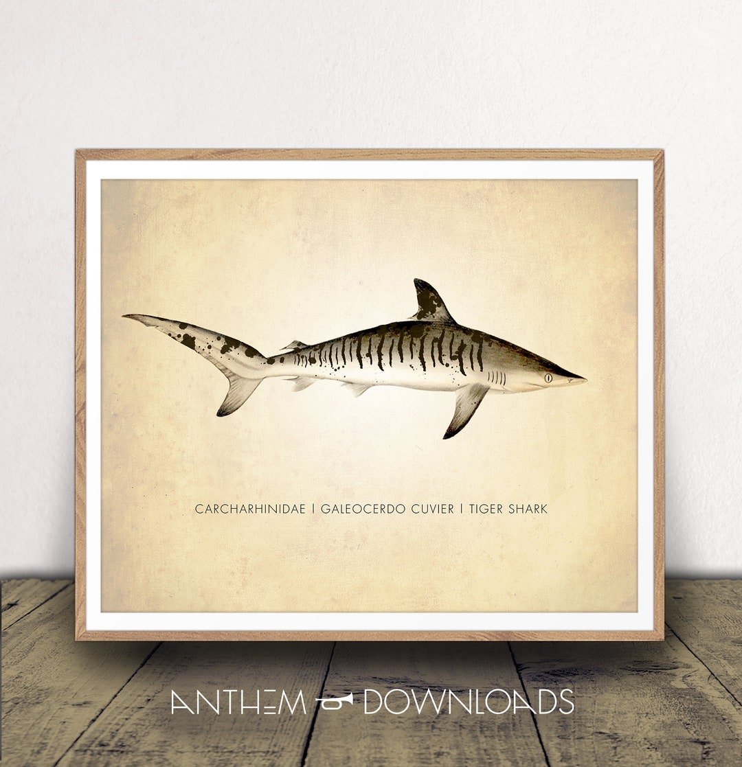 Tiger Shark Art Print - Shark Chart - Natural History Poster ... Tiger Shark Art Print - Shark Chart - Natural History Poster ...