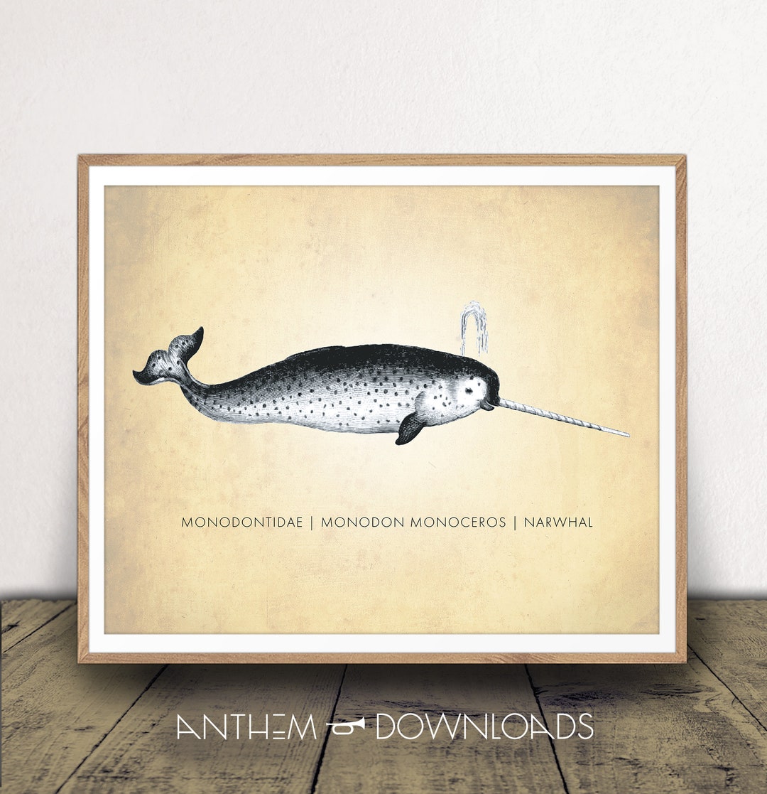 Narwhal Art Print - Whale Poster - Natural History Chart - Classroom ...