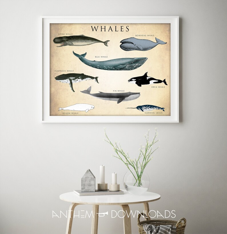 Whale Chart - Natural History Poster - Whale Art Print - Science and ...