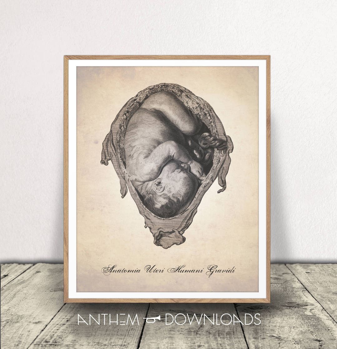 Human Anatomy Download - Womb Print - in Utero Print - Medical Drawing ...