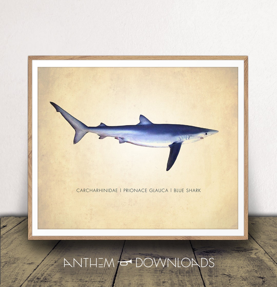 Blue Shark Art Print - Shark Chart - Natural History Poster - Classroom ...