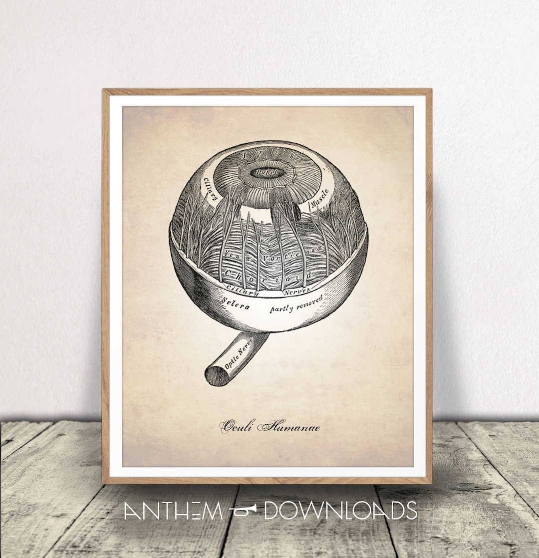 Human Eye Print - Eyeball Illustration - Medical Drawing - Human ...
