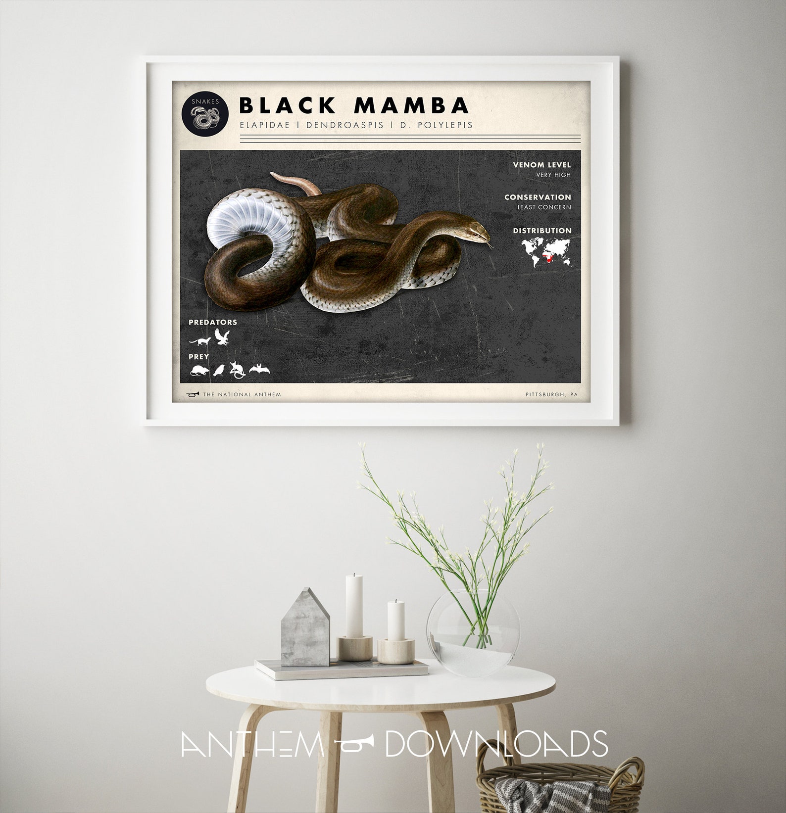 Black Mamba Art Print - Snake Chart Poster - Kids Room Decor - Science ...