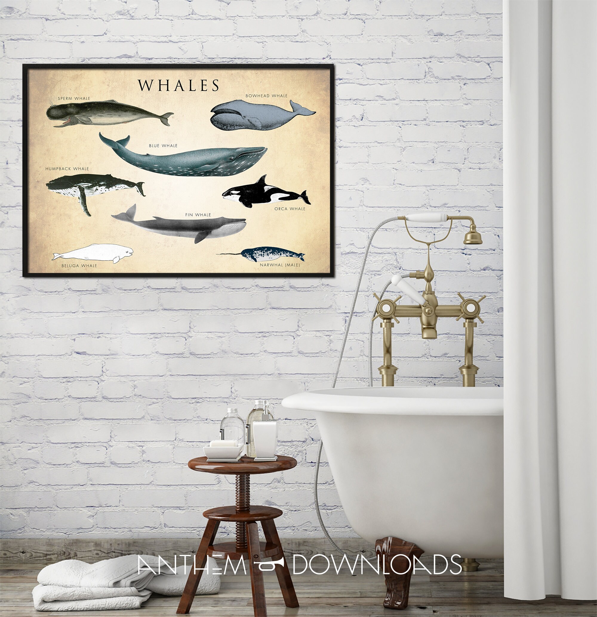 Whale Chart - Natural History Poster - Whale Art Print - Science and ...