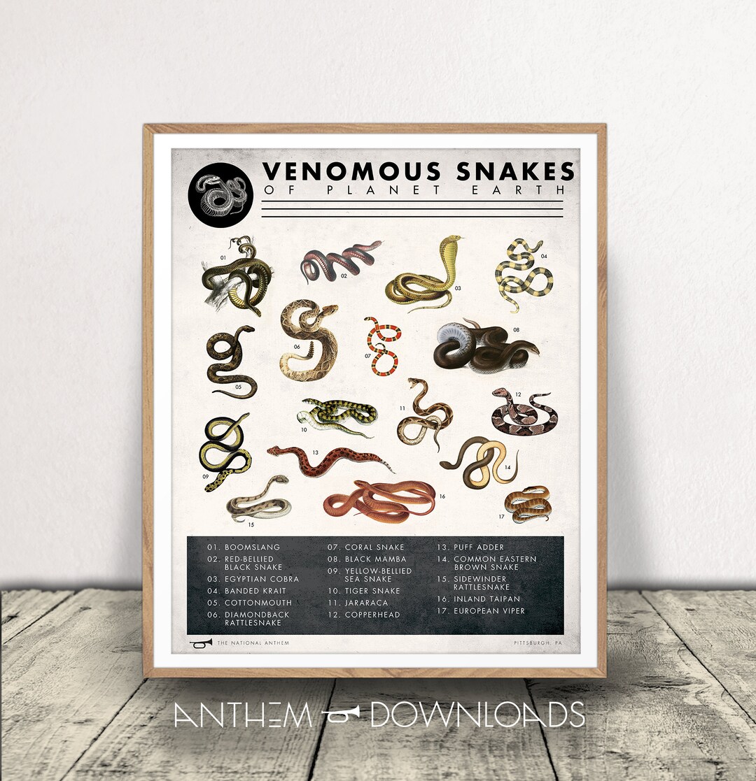 Snake Chart - Venomous Snakes of Planet Earth - Natural History Poster ...