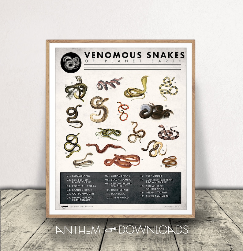 Snake Chart - Venomous Snakes of Planet Earth - Natural History Poster ...