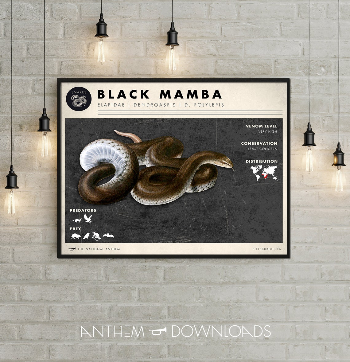 Black Mamba Art Print Snake Chart Poster Kids Room Decor Science Lover ...
