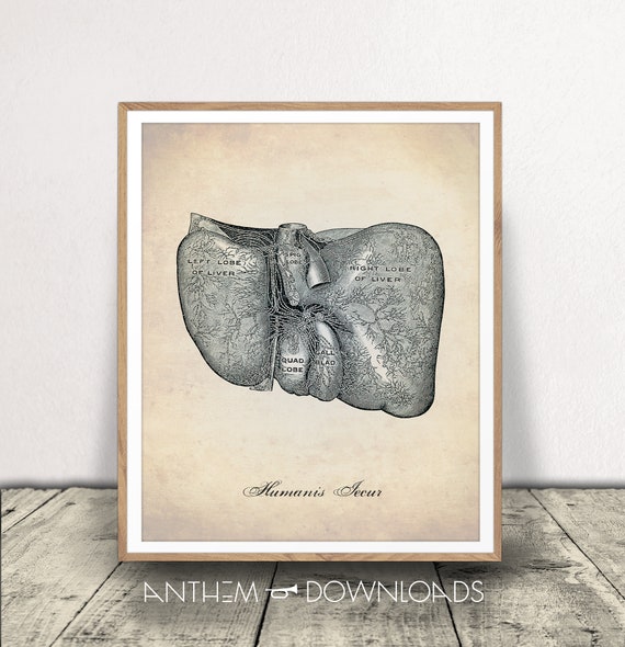 Human Anatomy Printable Liver Illustration Art Print - Etsy