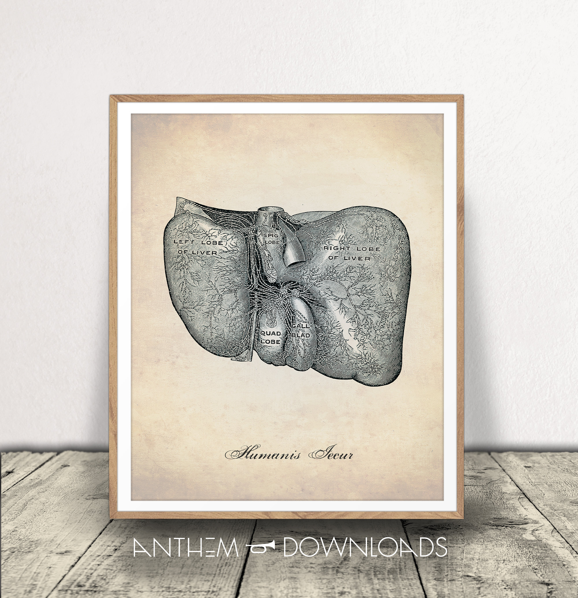 Human Anatomy Printable - Liver Illustration Art Print - Medical ...