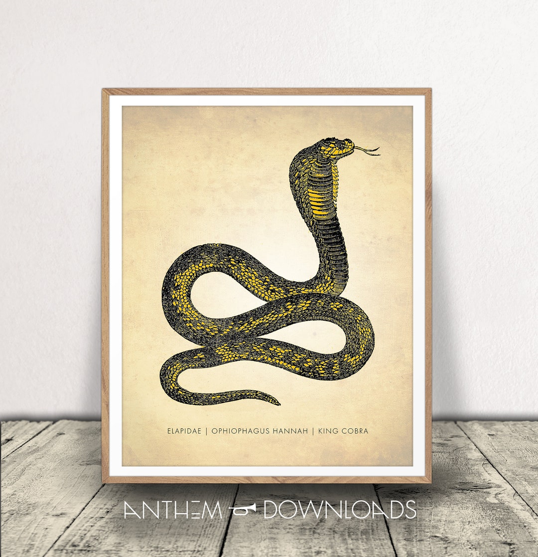 King Cobra Art Print - Reptile Poster - Oddities Wall Art - Science Art ...