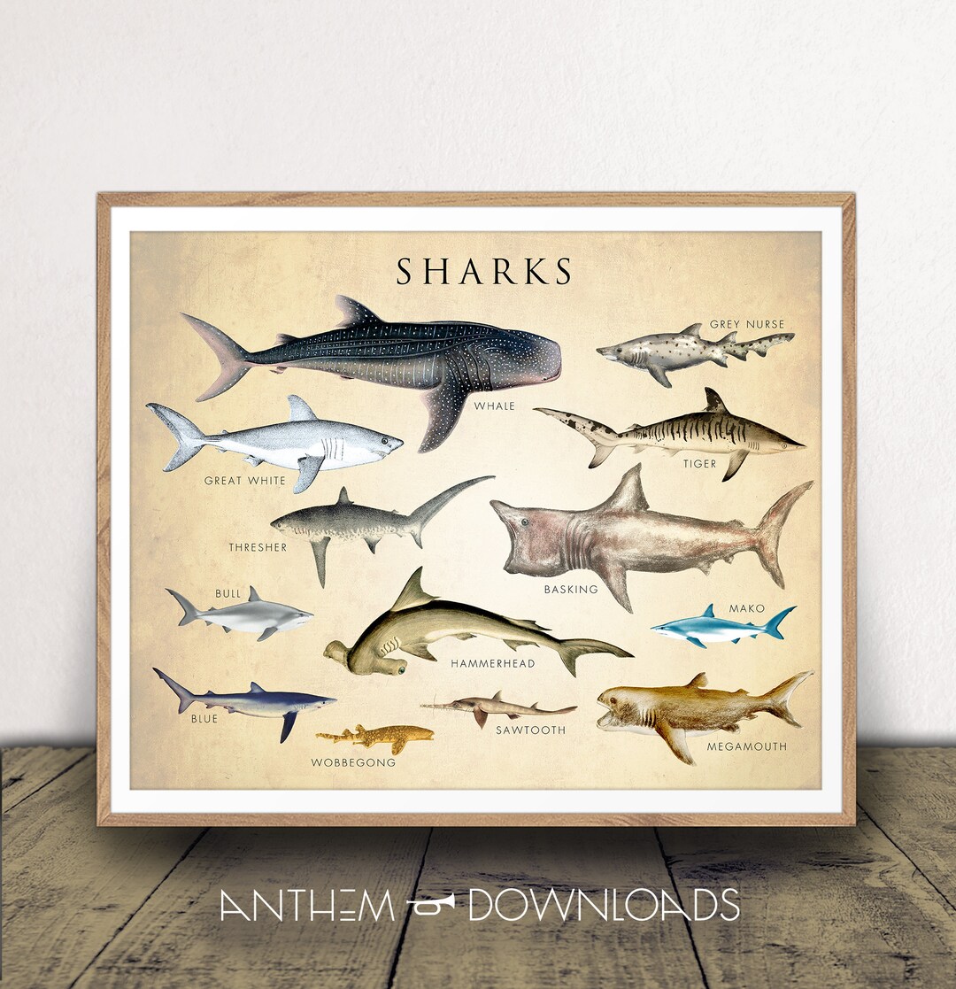Shark Chart Art Print - Sharks Poster - Natural History Chart ...