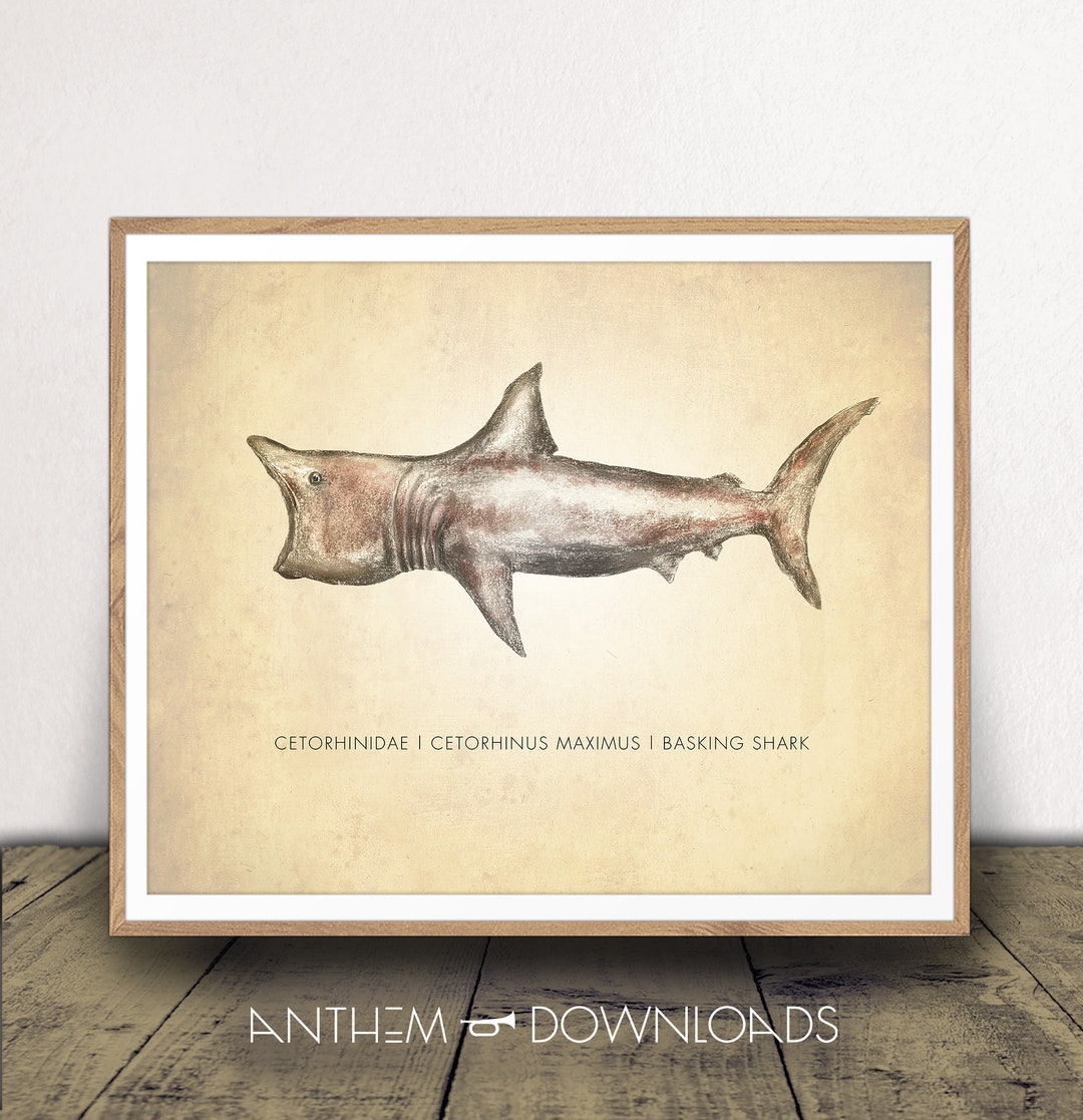 Basking Shark Art Print - Species Chart - Natural History Poster ...