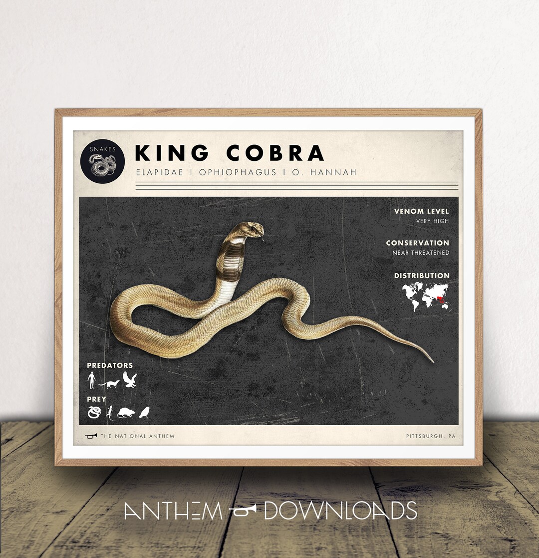 King Cobra Art Print - Snake Chart - Natural History Poster - Classroom ...
