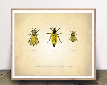 Bee Classroom Print - Etsy