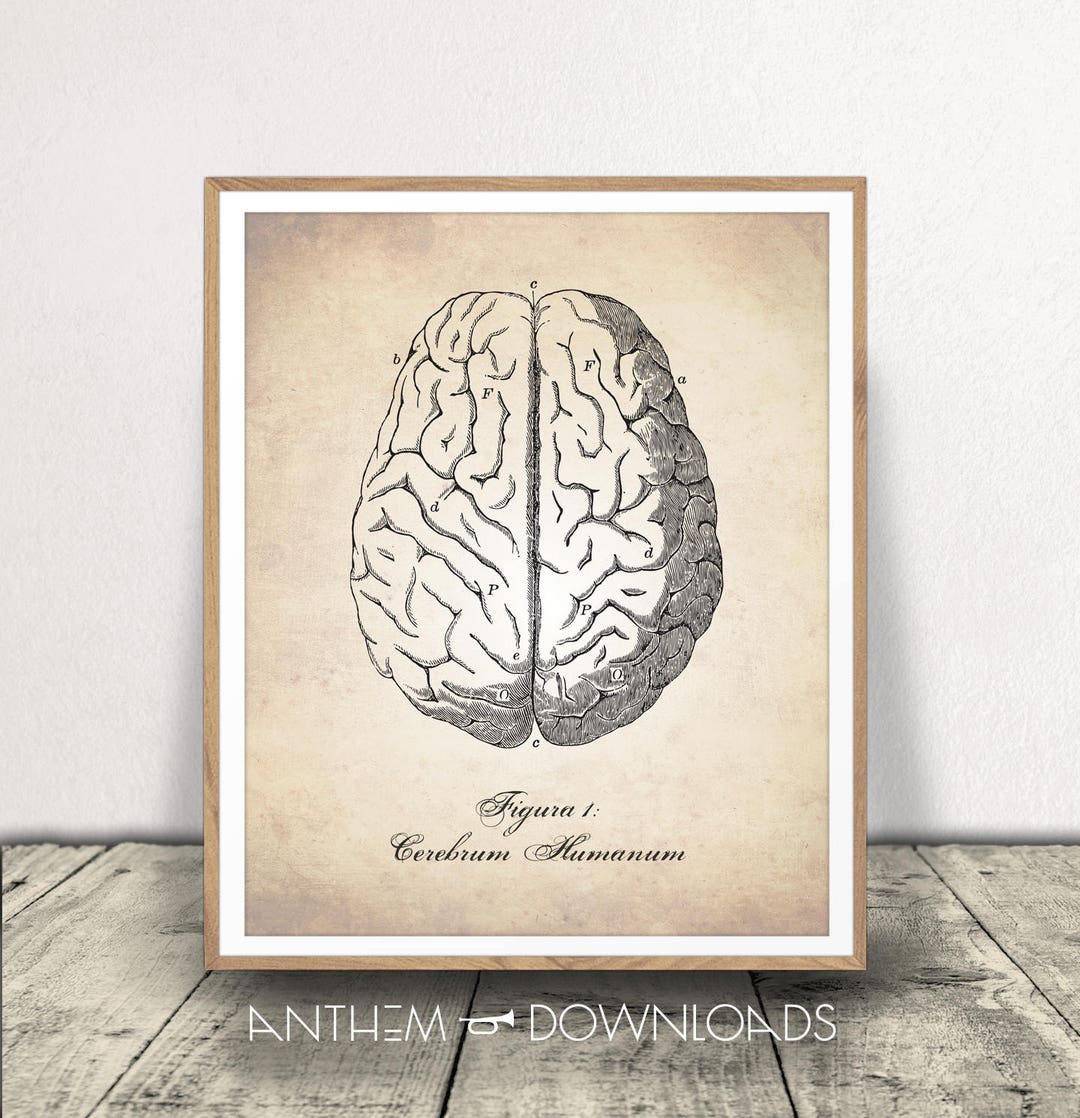 Printable Human Brain Diagram - Human Anatomy Download - Anatomy Art ...