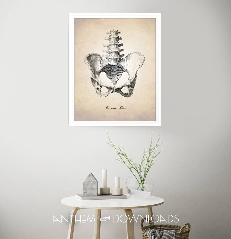 Pelvic Bone Print - Human Anatomy Art - Printable Anatomy Wall Art ...