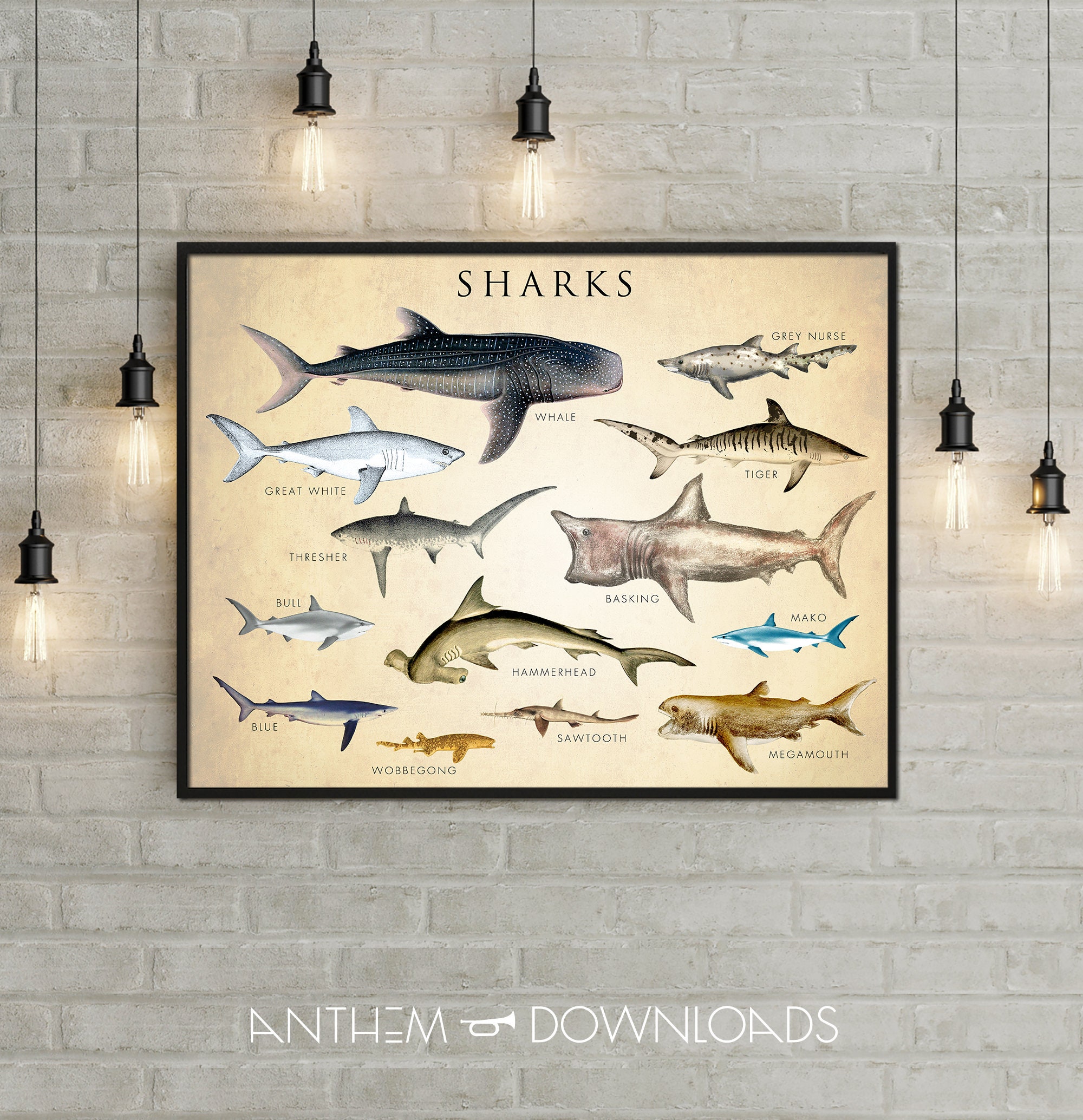 Shark Chart Art Print Sharks Poster Natural History Chart - Etsy