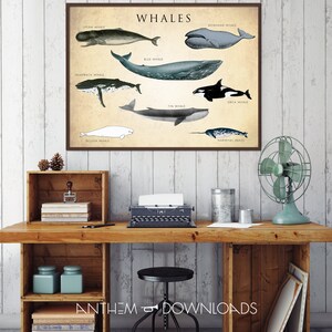 Whale Chart - Natural History Poster - Whale Art Print - Science and ...
