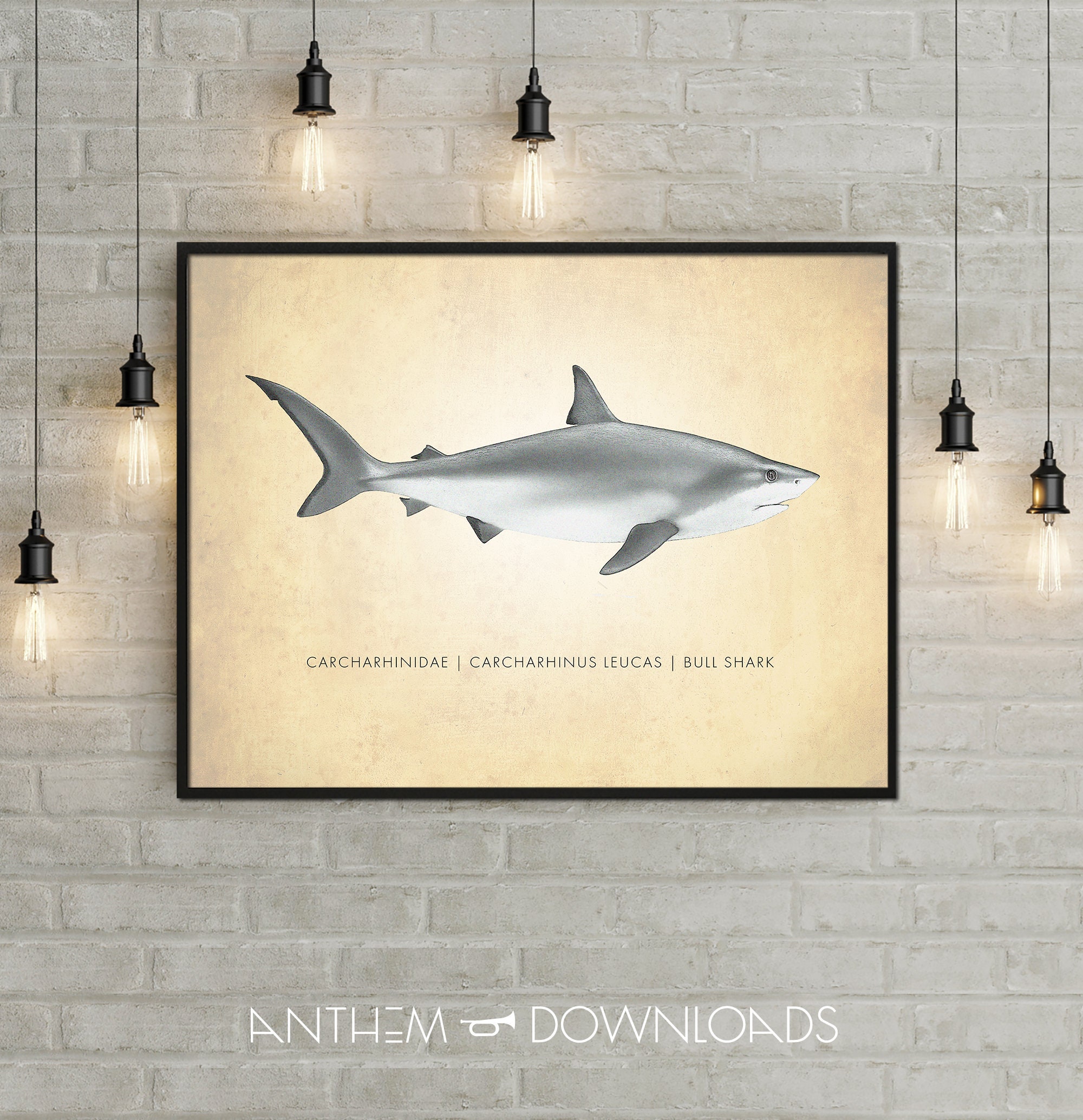 Bull Shark Art Print - Shark Chart - Natural History Poster - Classroom ...