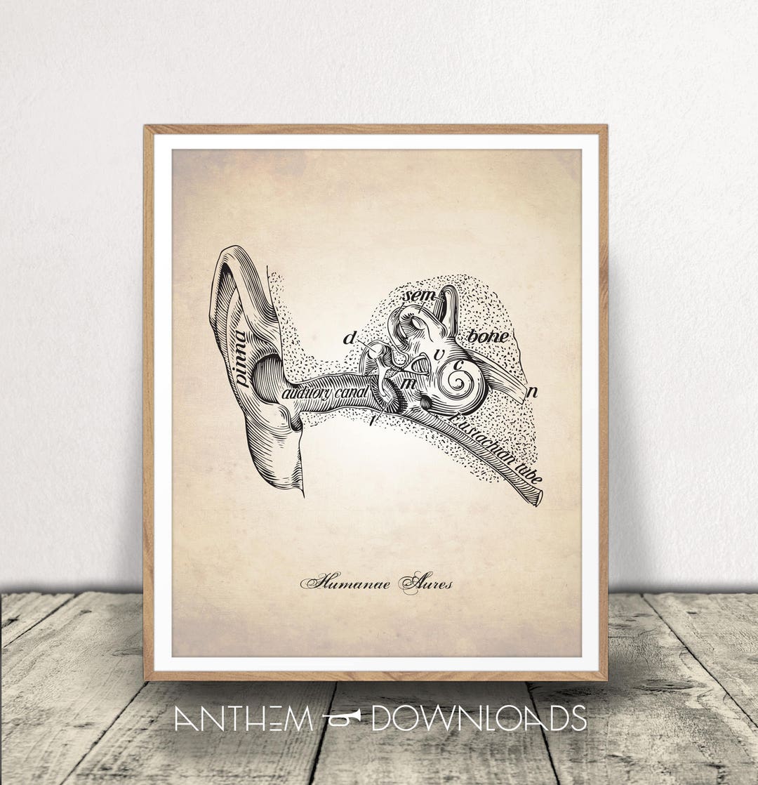 Human Ear Art Print - Ear Canal Illustration - Medical Drawing - Human ...