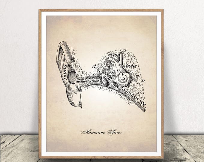 Human Ear Anatomical Gold Foil Art Print - Anatomy Wall Art - Medical ...