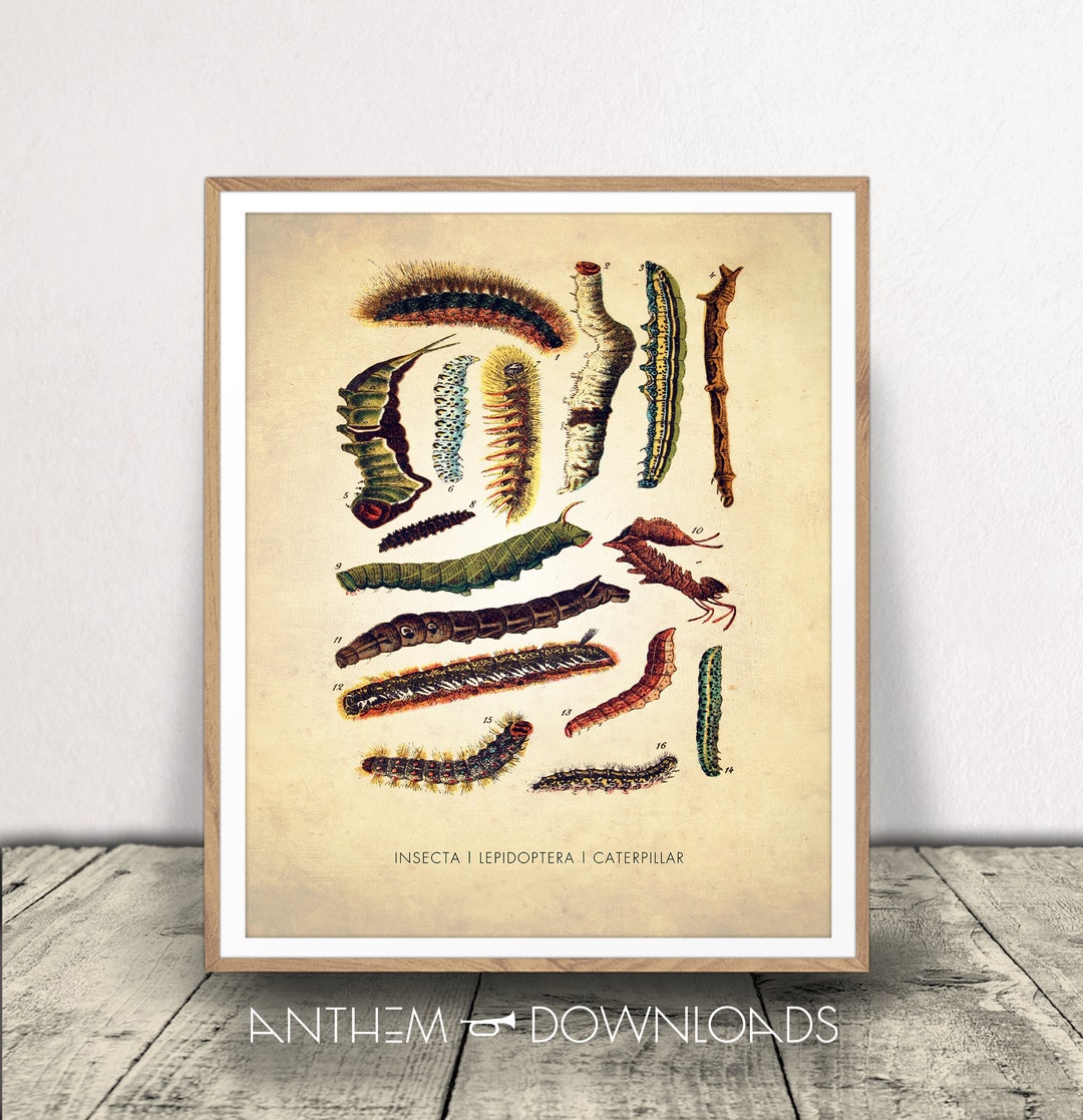 Caterpillar Art Print - Entomology Poster - Oddities Wall Art - Science ...