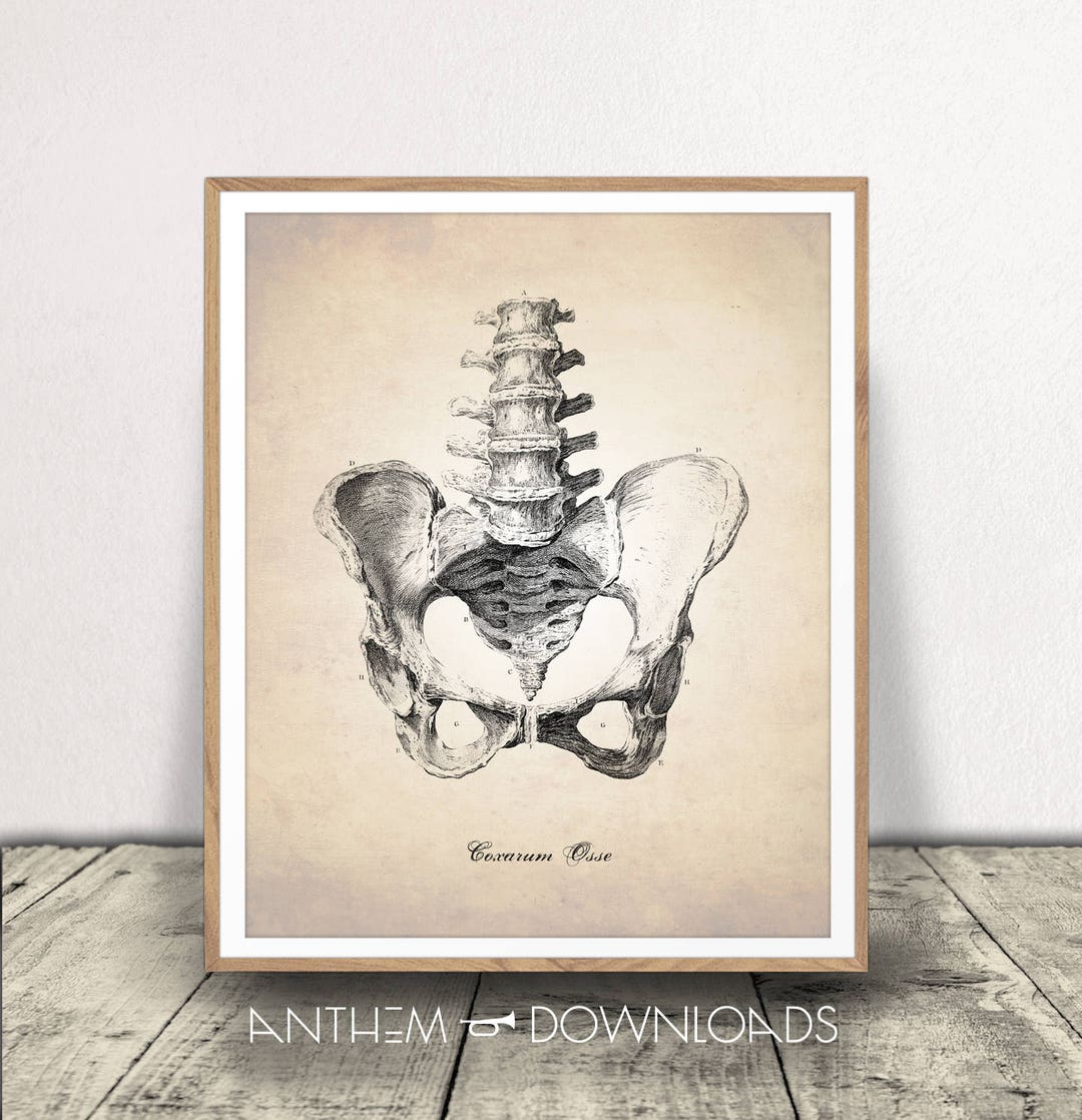 Pelvic Bone Print - Human Anatomy Art - Printable Anatomy Wall Art ...