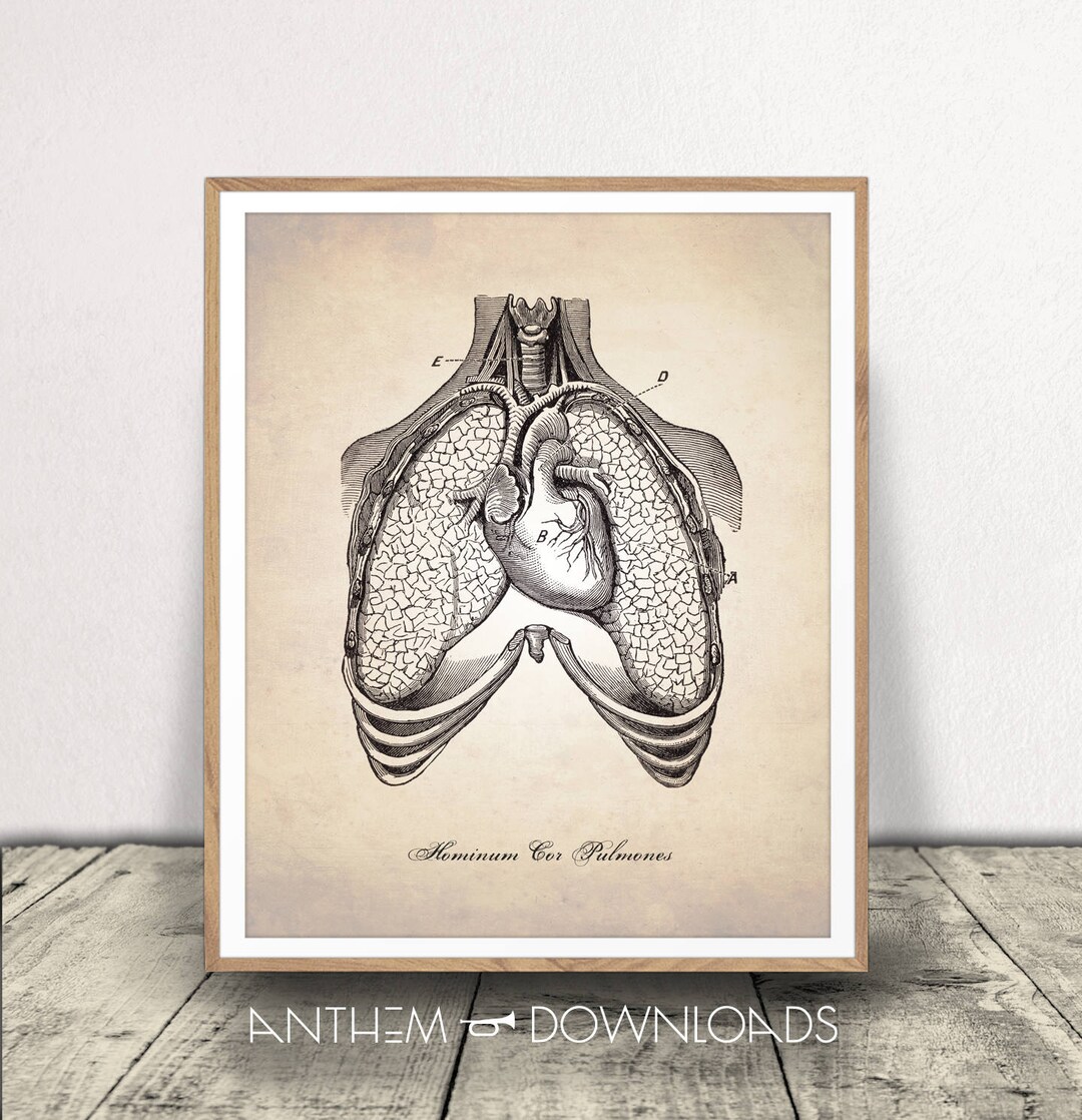 Printable Human Anatomy Art - Heart and Lungs Poster - Medical ...