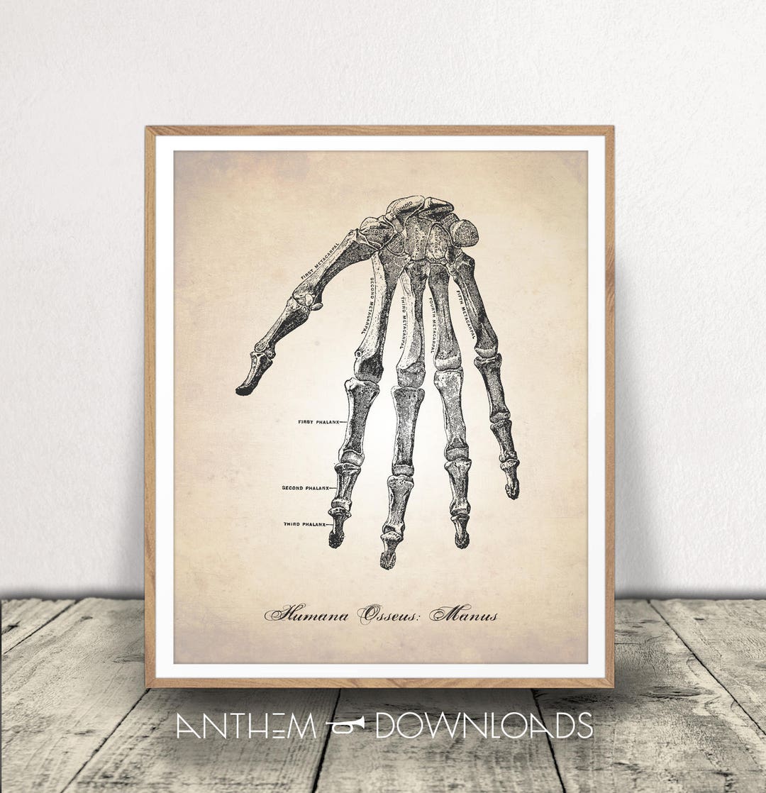 Human Anatomy Hand Art Print - Skeleton Hand - Anatomy Poster - Medical ...