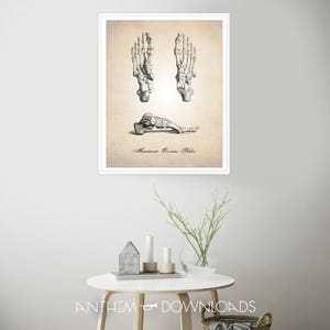 Human Anatomy - Foot Art Print - Printable - Feet Illustration ...