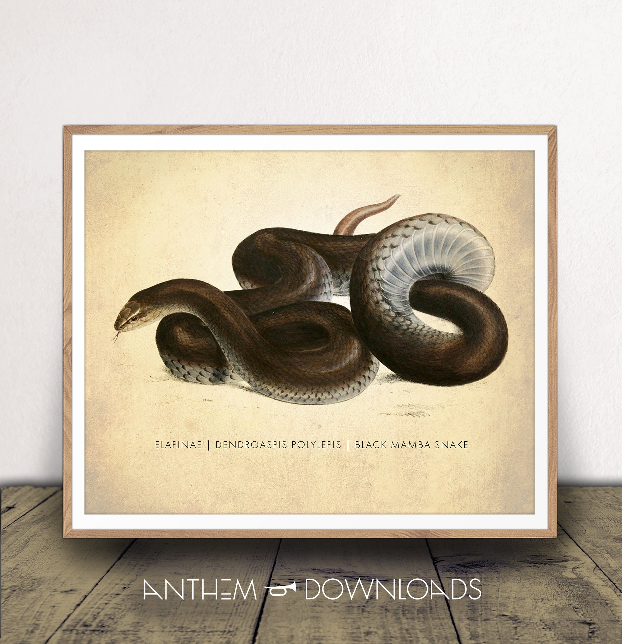 Black Mamba Art Print - Reptile Poster - Oddities Wall Art - Science ...