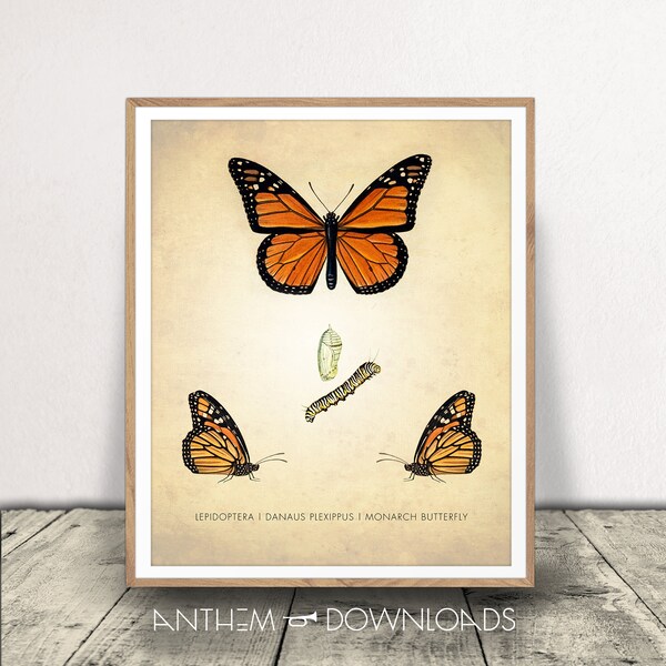 Butterfly Poster - Etsy