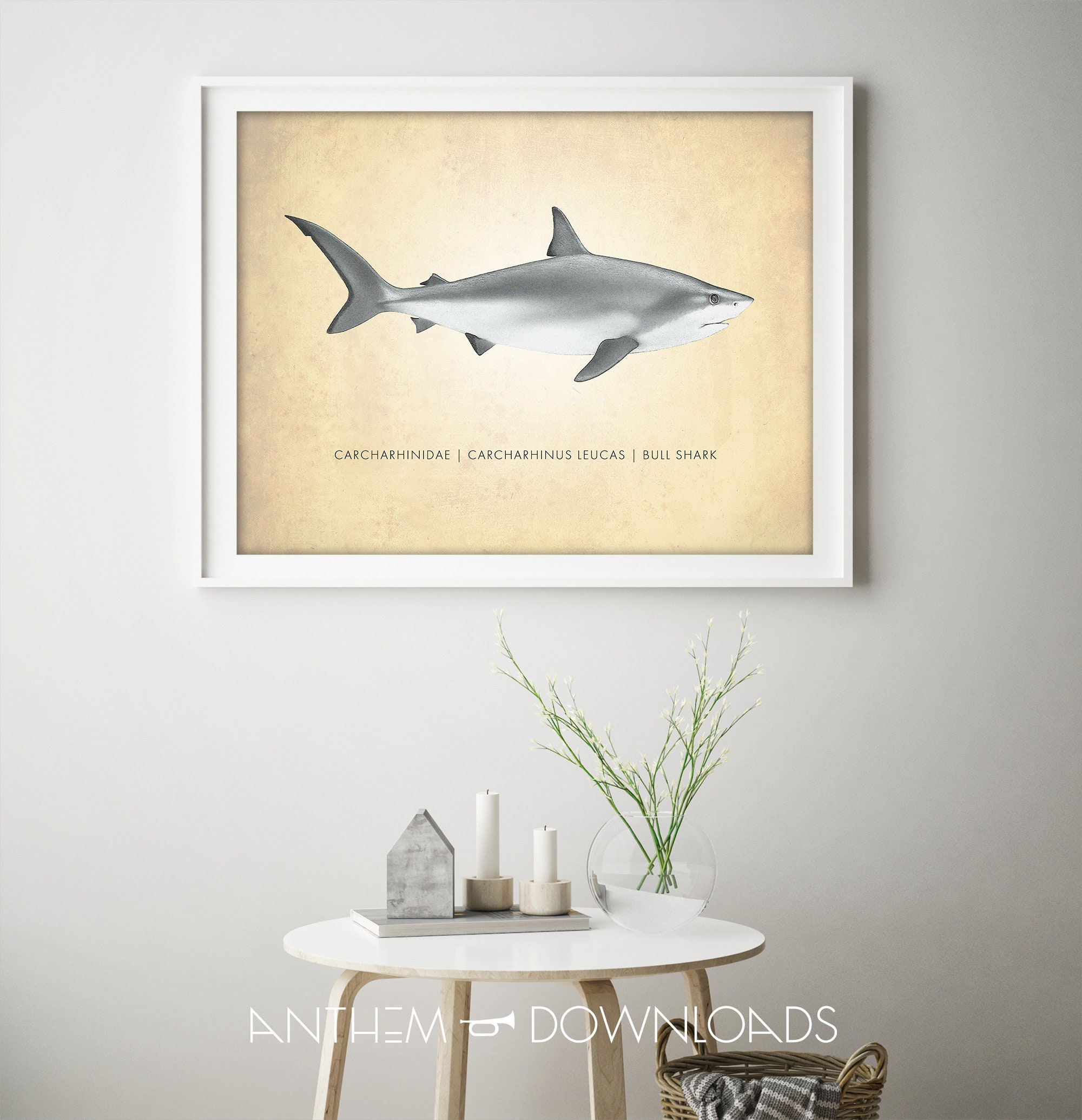 Bull Shark Art Print - Shark Chart - Natural History Poster - Classroom ...