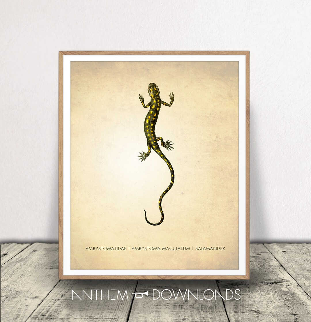 Salamander Art Print - Reptile Poster - Oddities Wall Art - Science Art ...