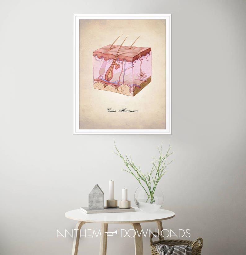 Printable Human Anatomy Art Human Skin Print Skin Layers - Etsy