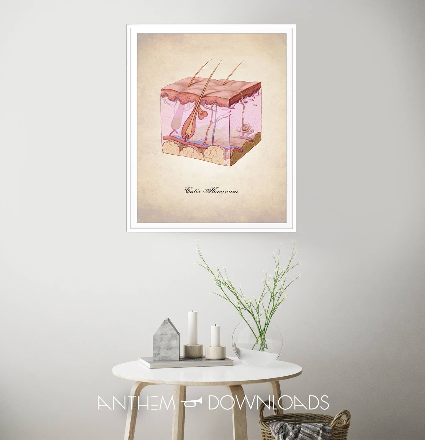 Printable Human Anatomy Art - Human Skin Print - Skin Layers Diagram ...