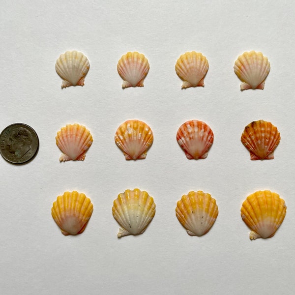 Sunrise Shell - Etsy