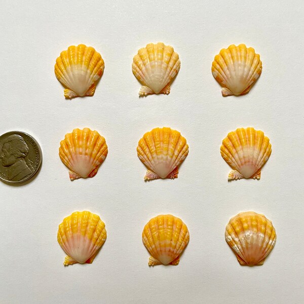 Sunrise Shell - Etsy