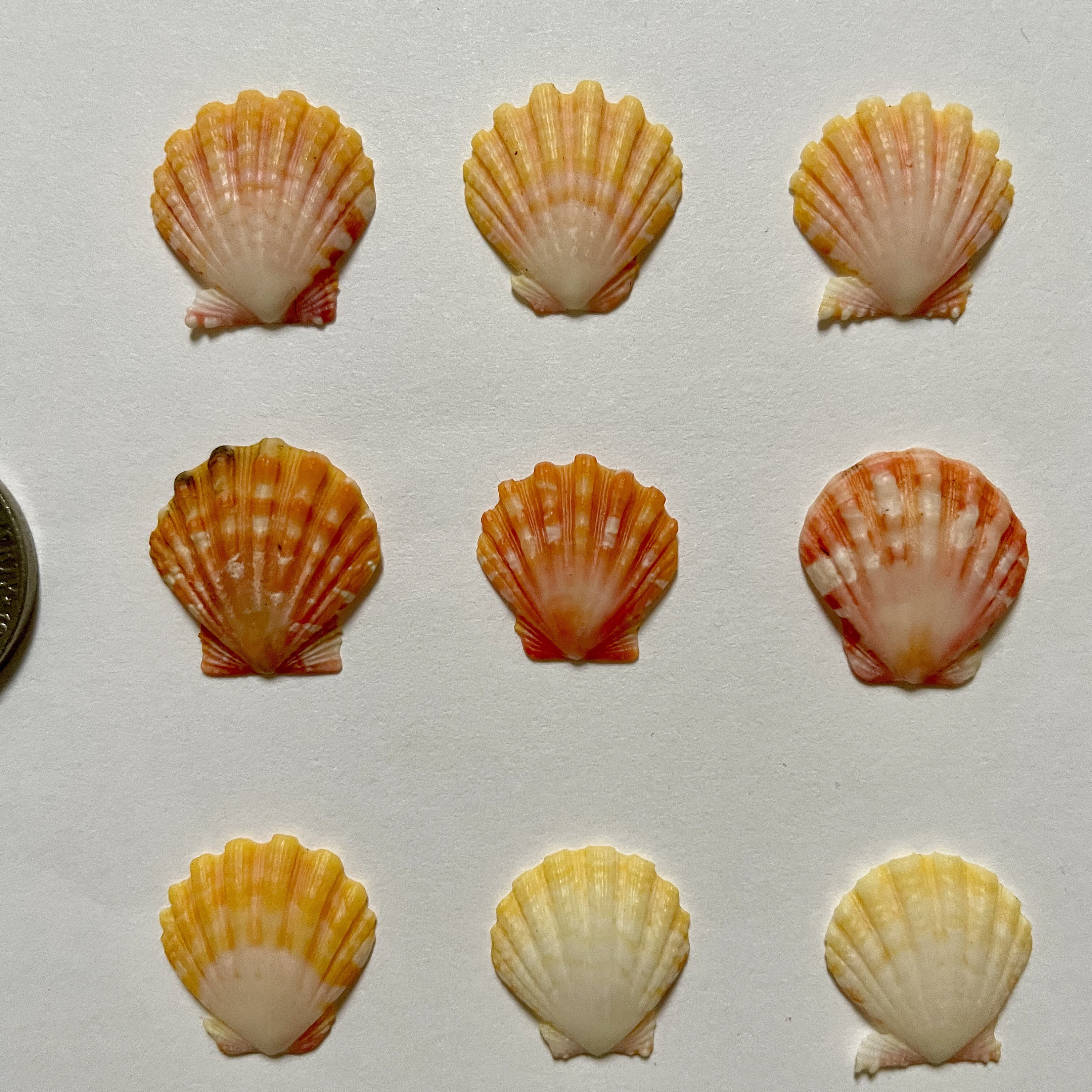 Sunrise Shells Hawaii Sunrise Shell Individual Shell Bulk - Etsy