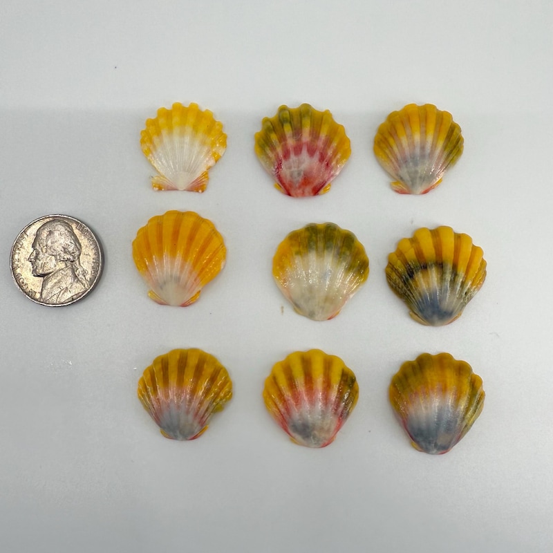 Sunrise Shell - Etsy