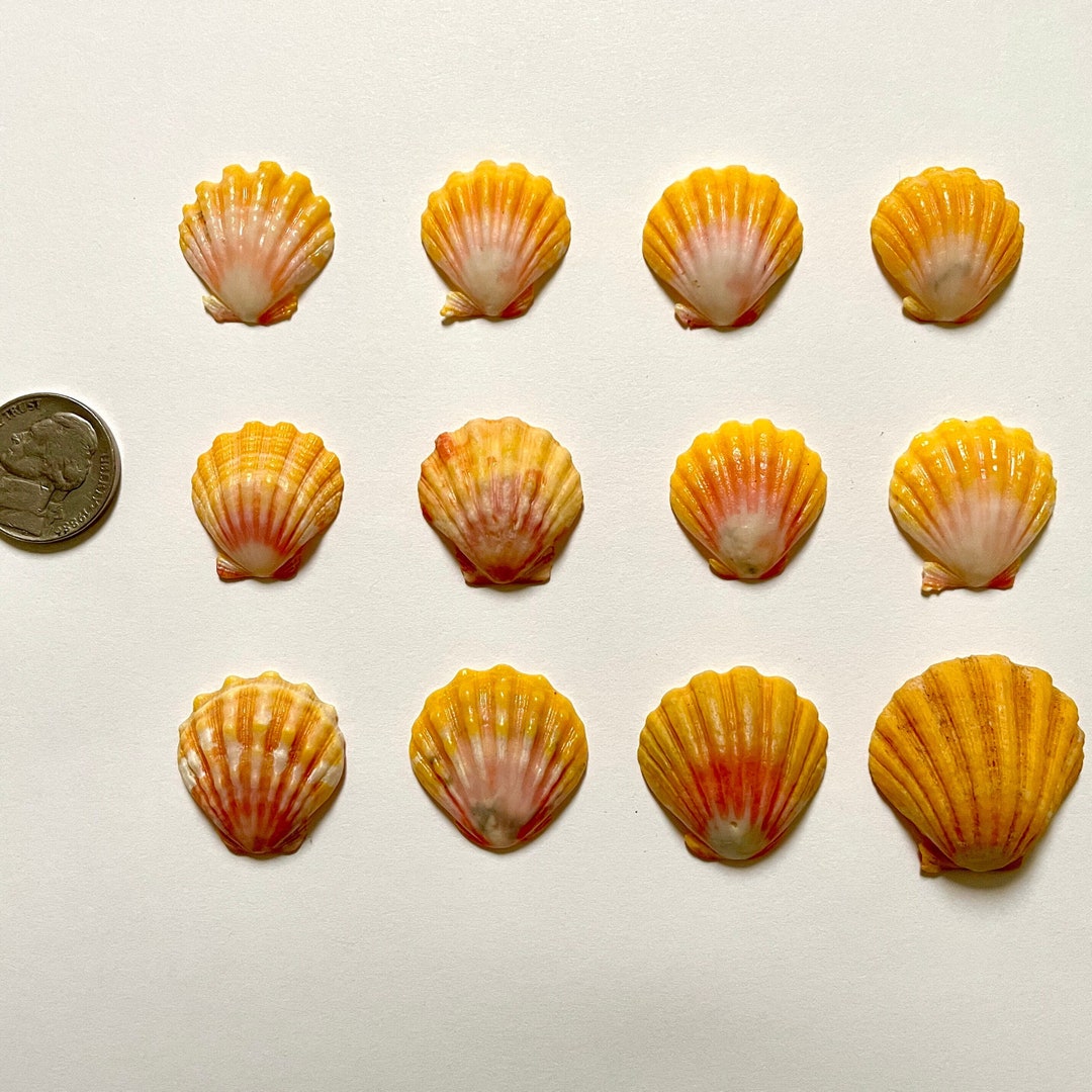 Sunrise Shells , Hawaii Sunrise Shell, Individual Shell, Bulk Sunrise ...