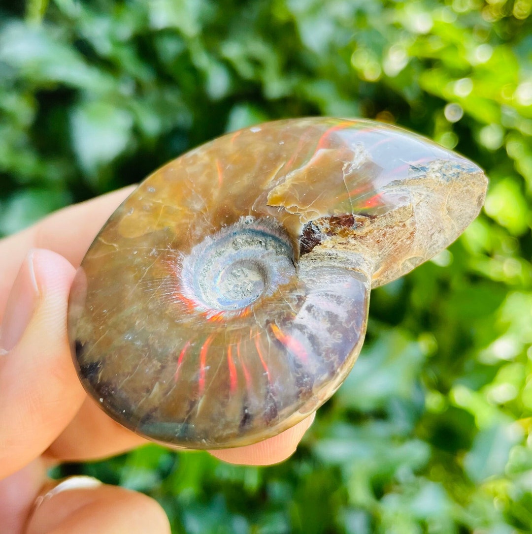 Rainbow Ammonite Crystal Shell 55.2g Raw Crystal Fossil, Opalized ...