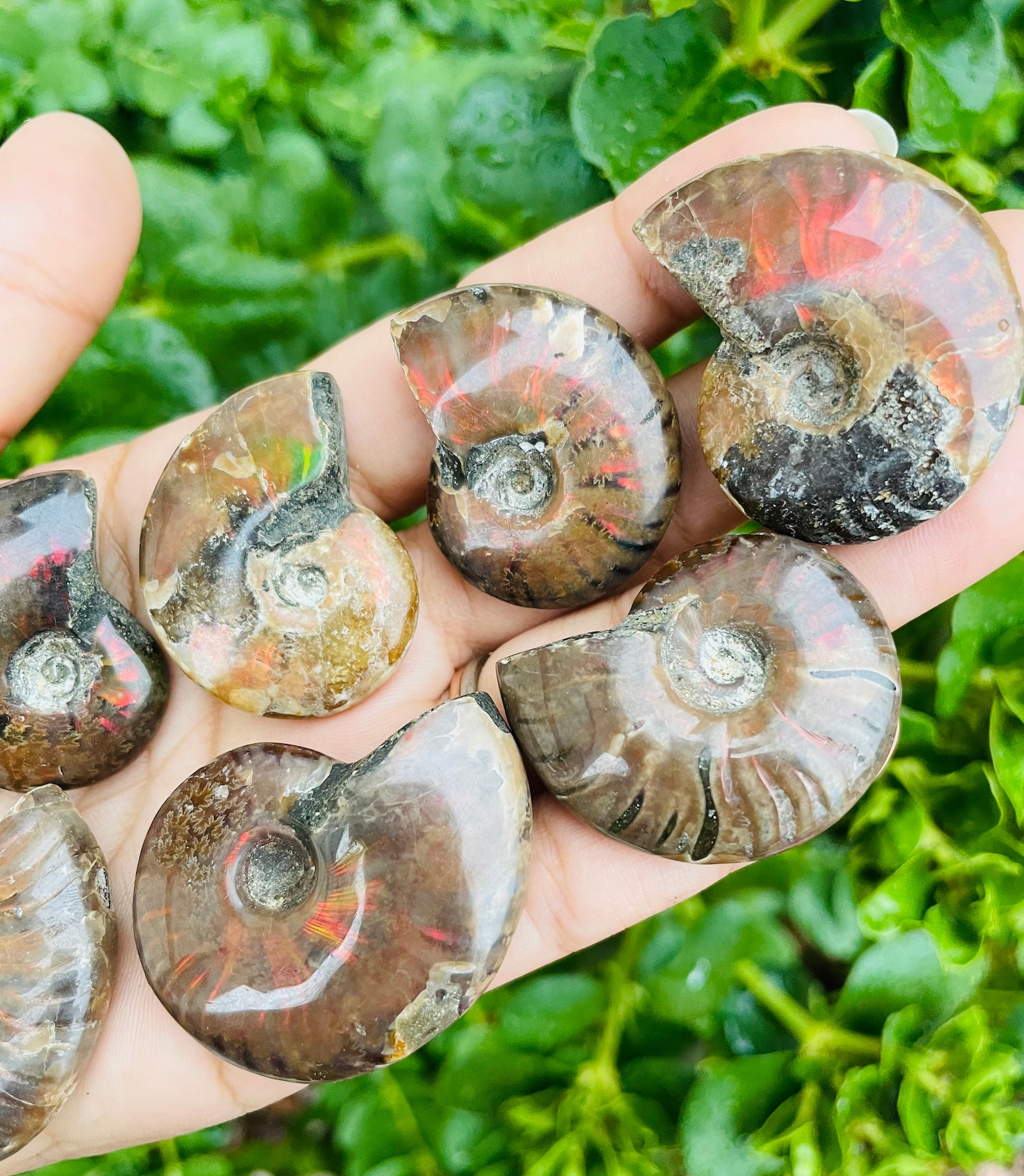 Ammonite Crystal Shell 1 Raw Crystal Fossil ONE Ammonite | Etsy