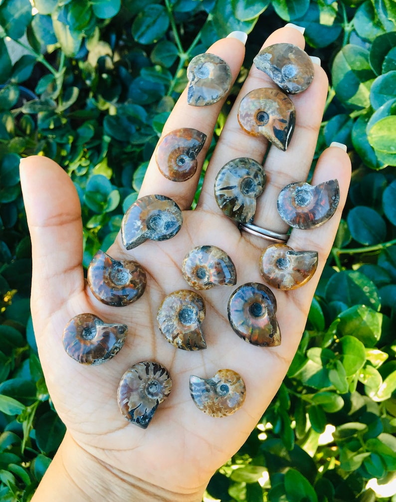 Ammonite Crystal Shell 1 Raw Crystal Fossil ONE Ammonite - Etsy